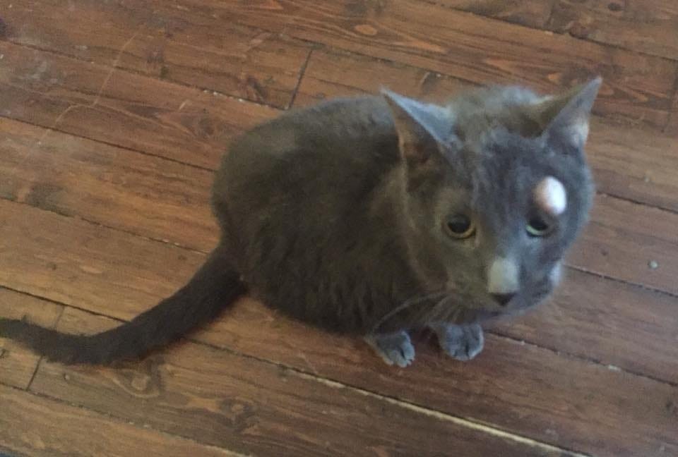 Thinking of Bubby, the Cat of a Lifetime | by Misty Fritz | Misty’s ...