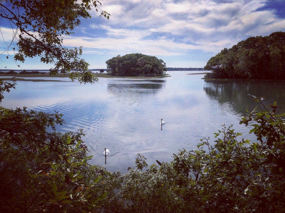 Mashomack Preserve Trails: Top Magical Hikes on Shelter Island 2024 ...