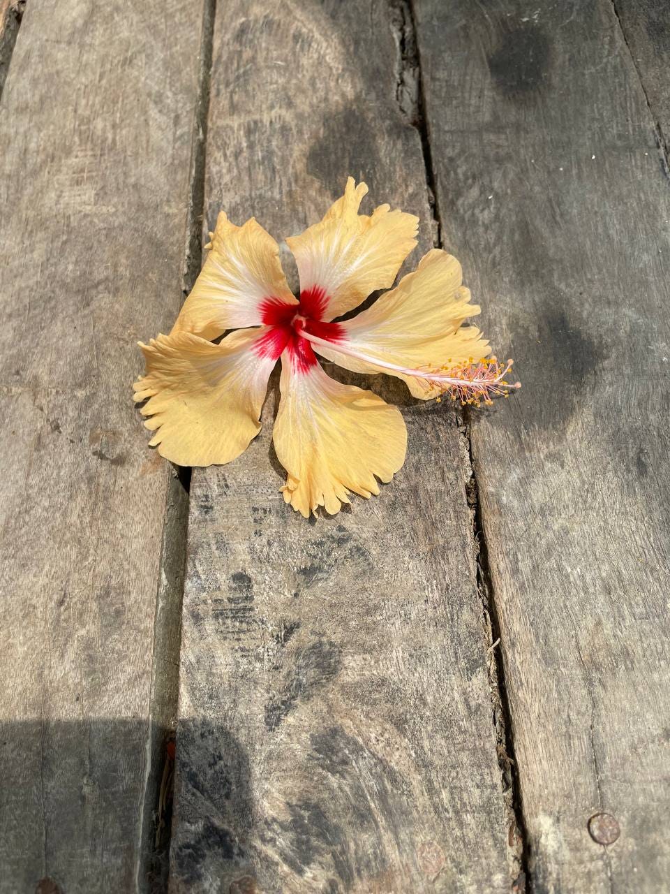 The Beauty of “Joba”: A Coastal Flower of Many Colors | by ...