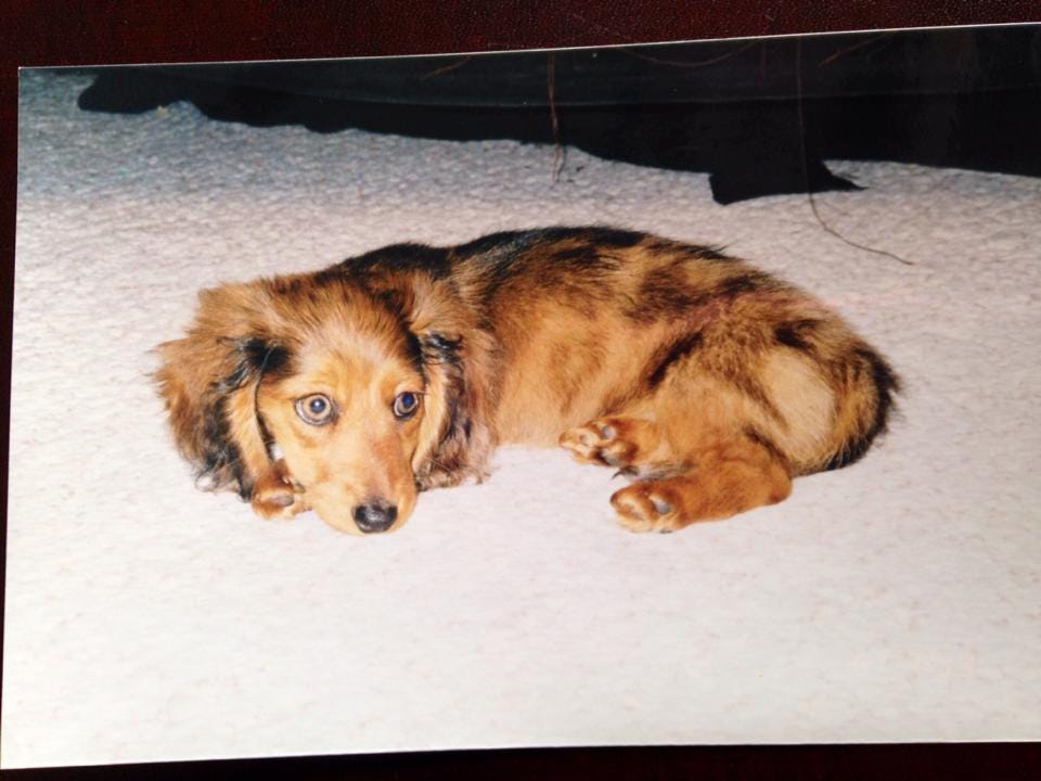 All Dogs Go to Heaven. Especially Daisy | by Annie Pullen | Medium