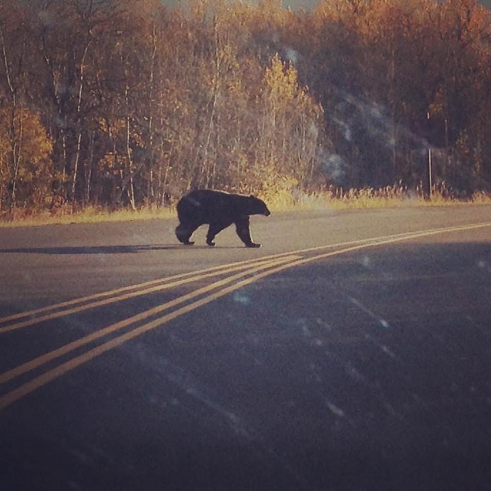 Four Times People Forgot Wild Animals Are Wild | by Meagen Voss | Medium