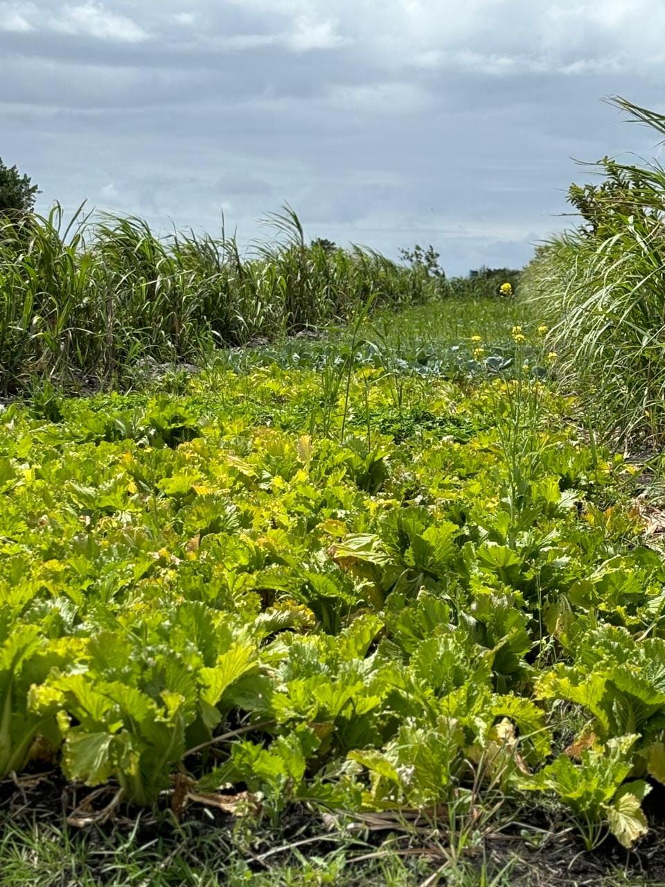 My musings coming out of the African Solidarity Gathering in Mozambique: | by Soreti B Kadir ...