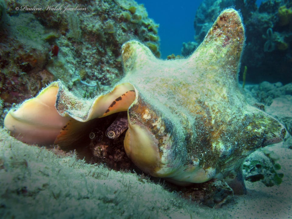 Species Spotlight: Aliger gigas, the Queen Conch | by The SeaLifeBase ...
