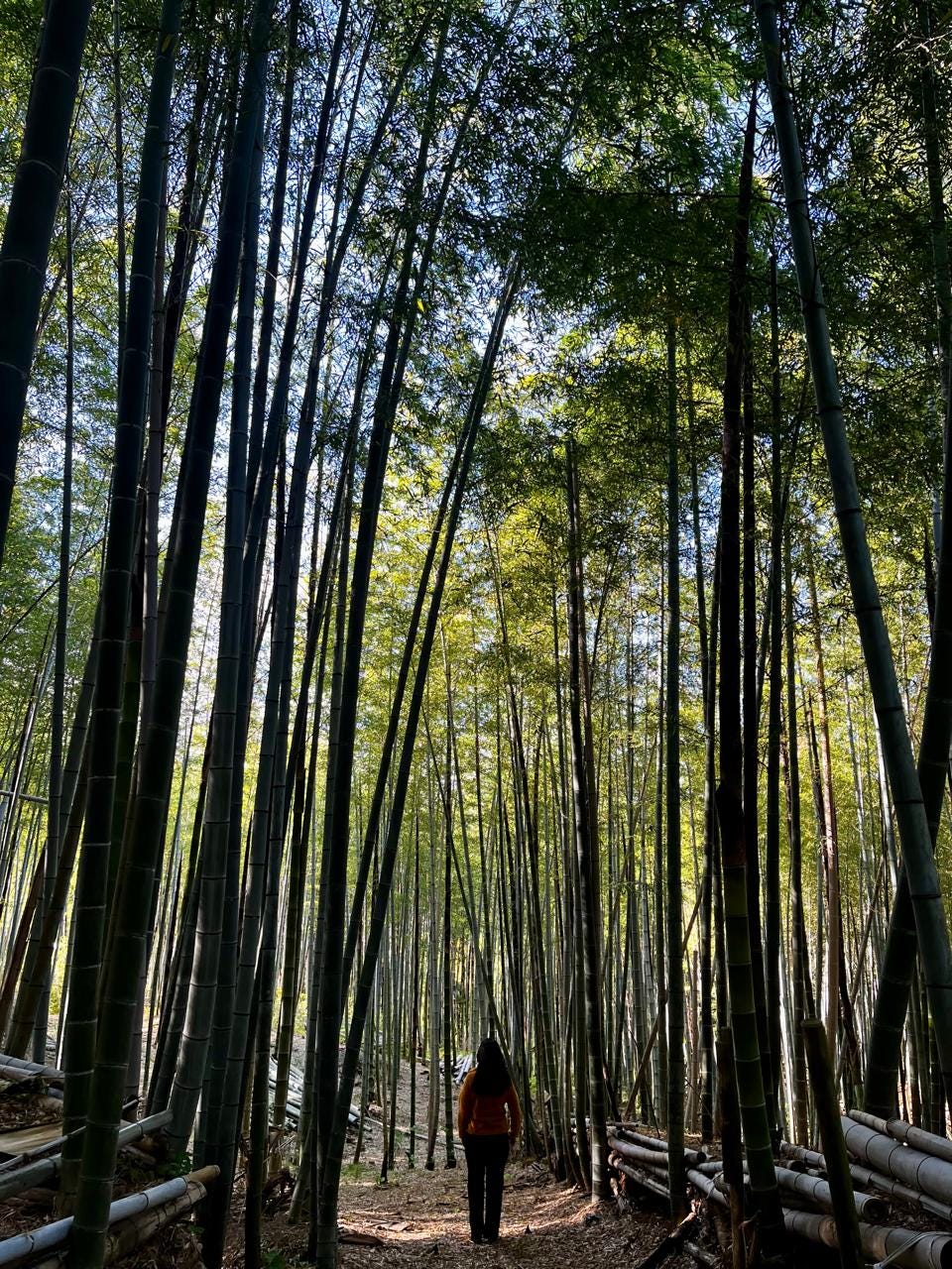 A História do Bambu Chinês: Um crescimento invisível, mas poderoso | by ...