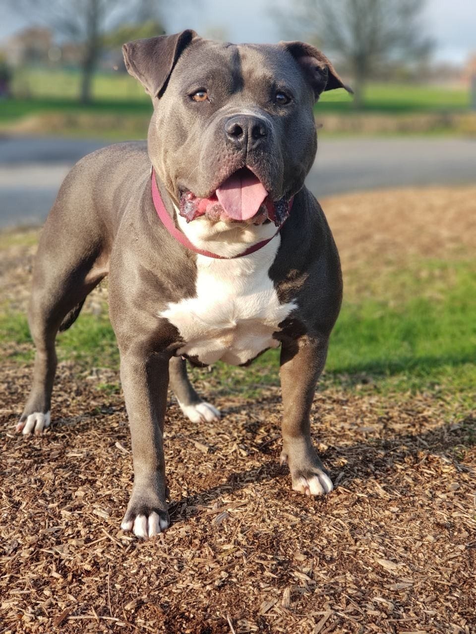 XL Bully | by Klipper | Sep, 2023 | Medium