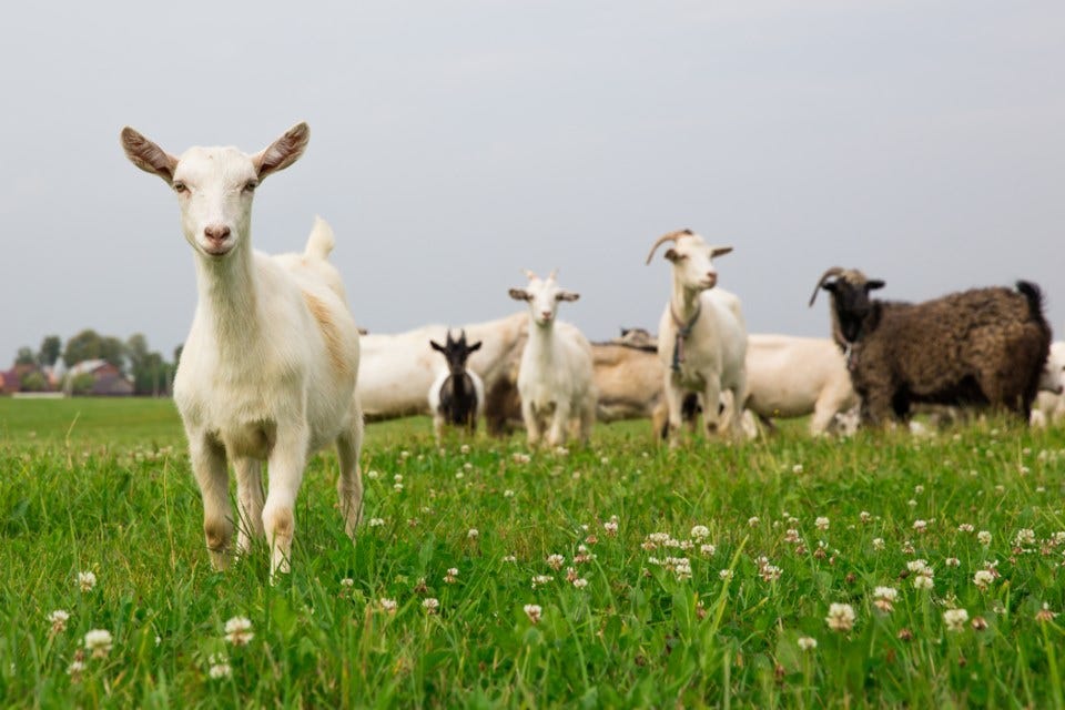How long does it take for a goat to reach maturity and start producing ...