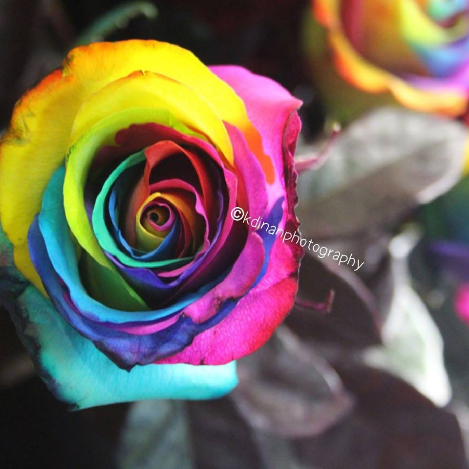 Rainbow Rose. Rainbow Rose | by K.DinanPhotography | Medium