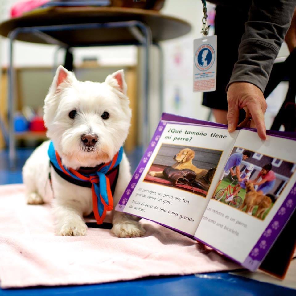 More Than Just Cute: Why We Take Therapy Dogs to School | by The Good ...