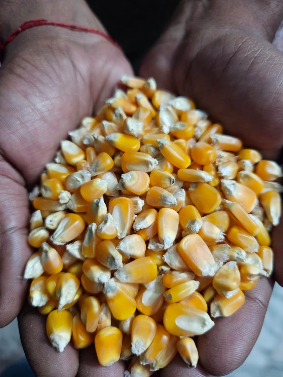 Corn. Corn, also known as maize, is a widely… | by Nik Enterprise | Medium