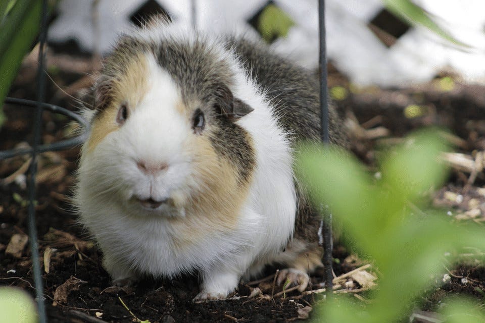 Guinea Pig Care Guide. Guinea pigs are wonderful pets, known… | by vu ...