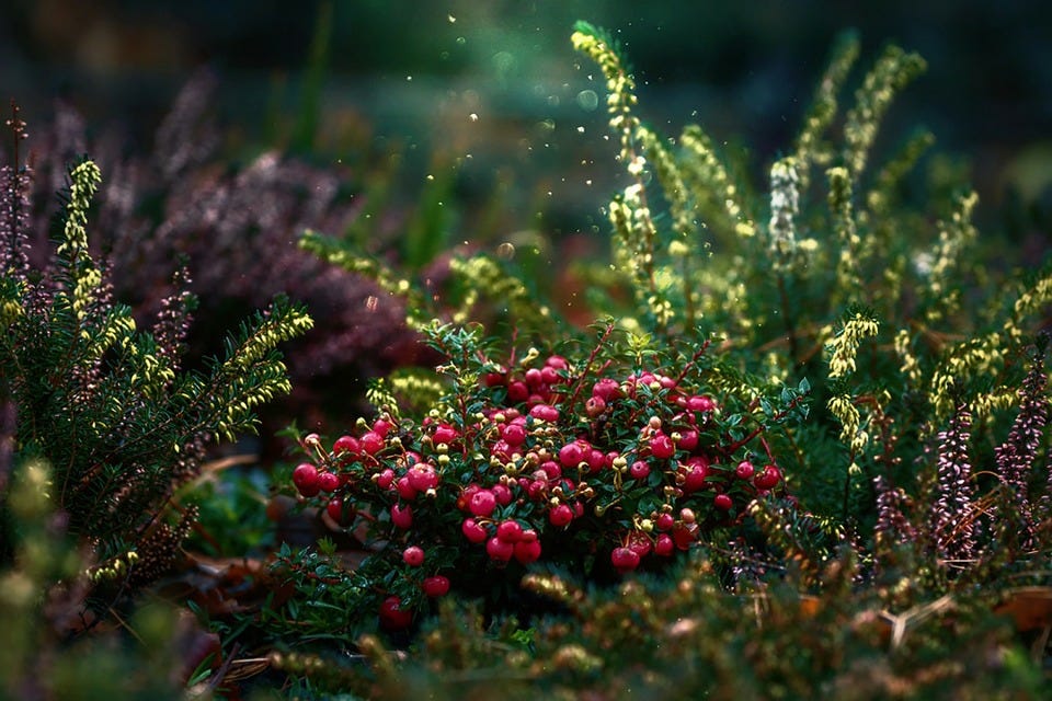 Cranberry- An Ayurvedic Treatment for Acute Kidney Disease - Kidney and ...