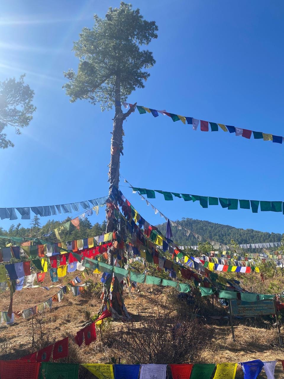This Year, I Met 12 Trees. PART 1. | by Javeria Masood | Enlivenment ...