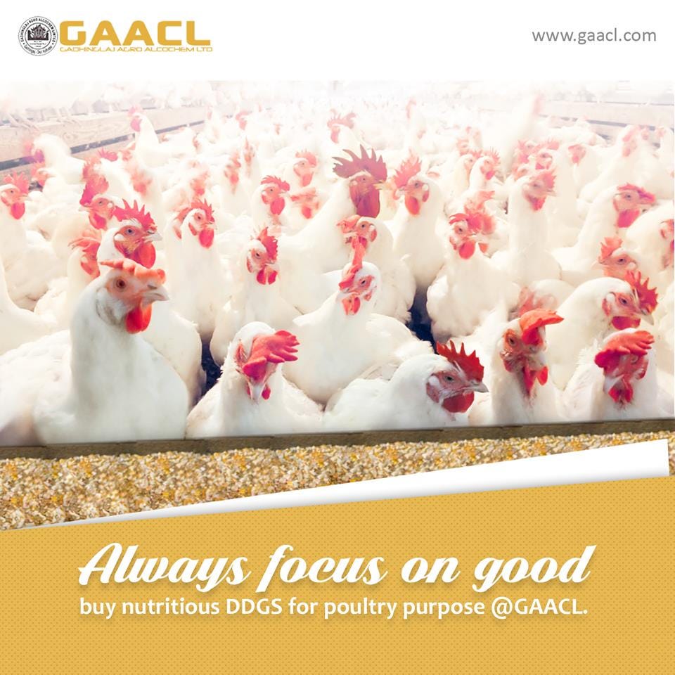 Inclusion of DDGS products in your poultry diets | ddgs In India | by ...