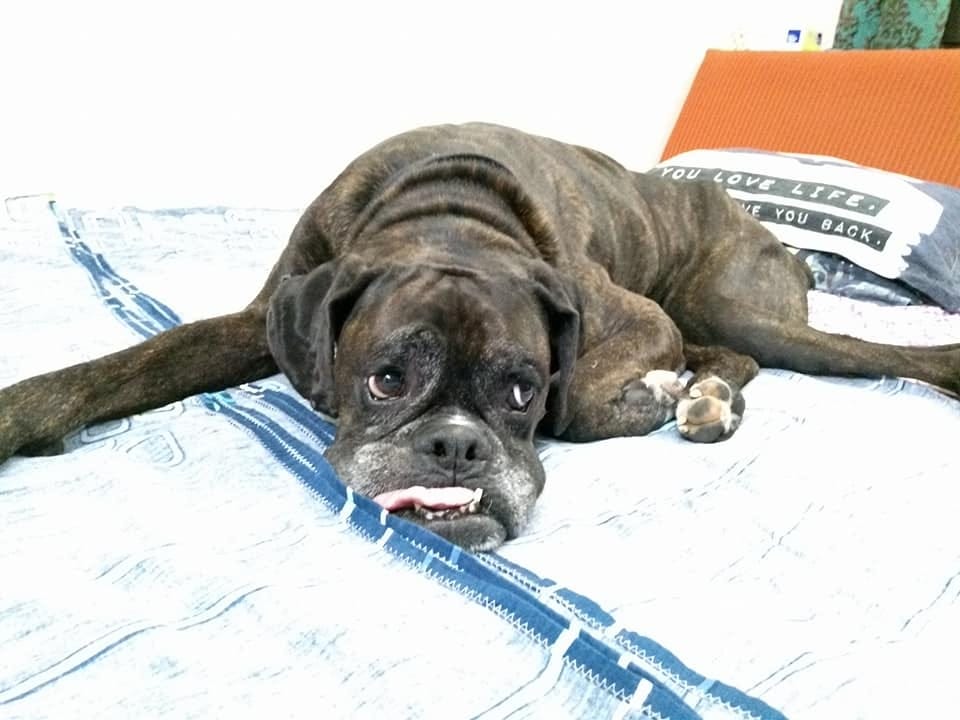 The day my dog died... “Dexter..Dexxxterrr!” Yes, that’s how… | by ...