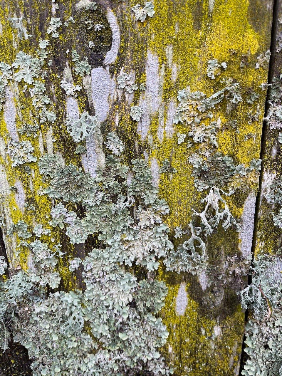 Don’t Tell Me It Looks Pretty: Fake Nature Photos Are Dangerous. | by ...