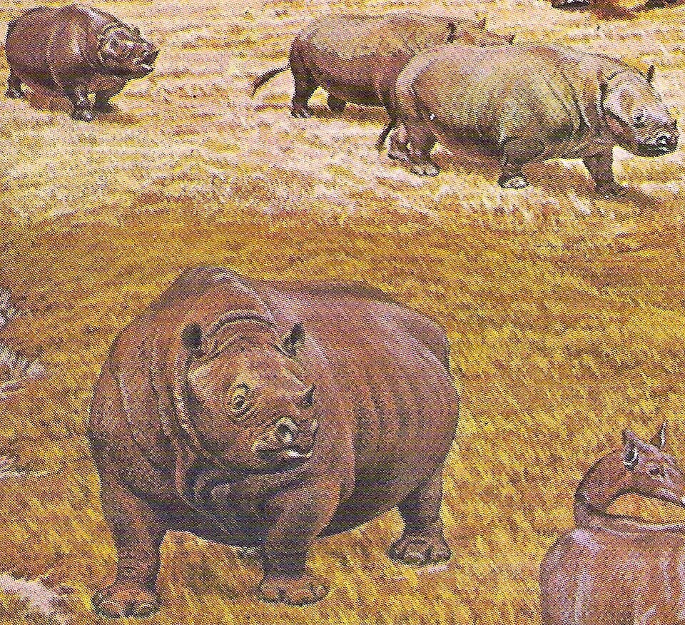How an extinct rhinoceros lived: environment, diet, and behavior of ...