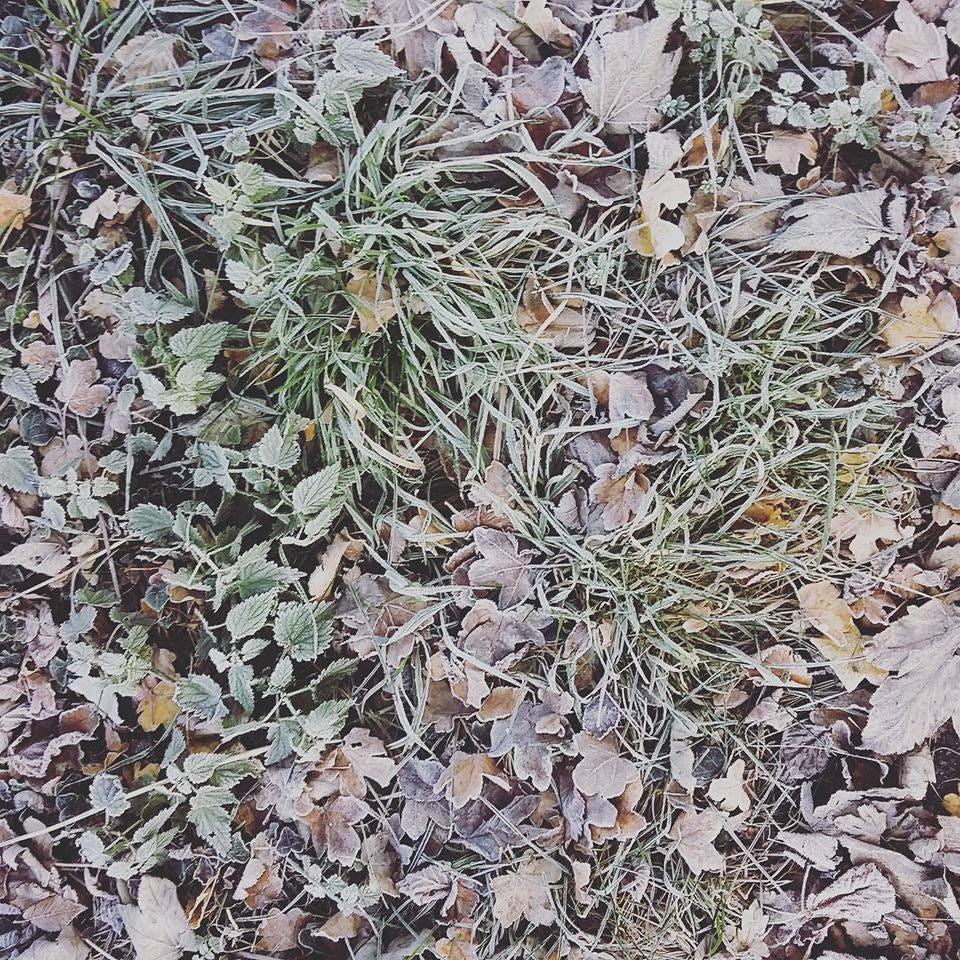 Our Regenerative Ground. | Crunching leaves | Chilly noses |… | by ...