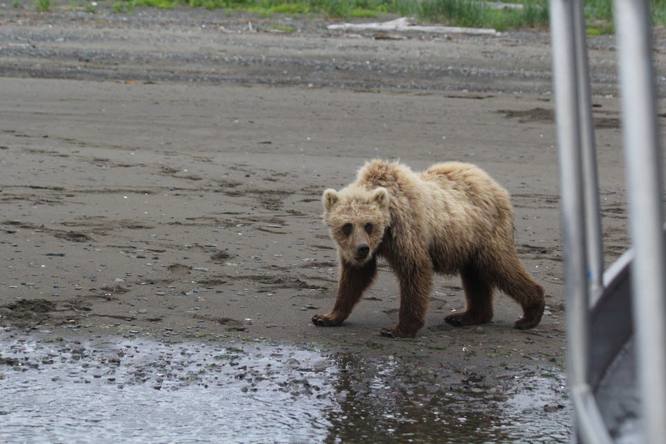 5 Things You Should Never Ignore When Watching Bears in Alaska | by Mel ...