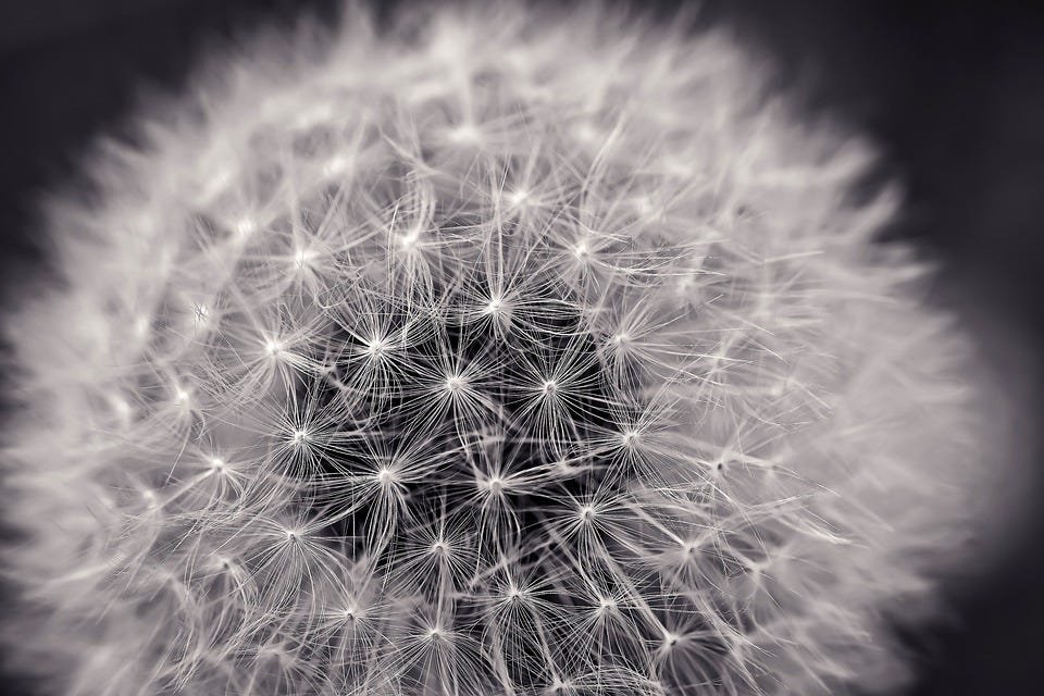 Going Viral is Not a Business Plan | by Stas Borukhoff | Medium