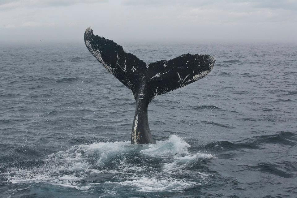 Little Fins. Family, connection, and whales. | by Lauren Strapagiel ...