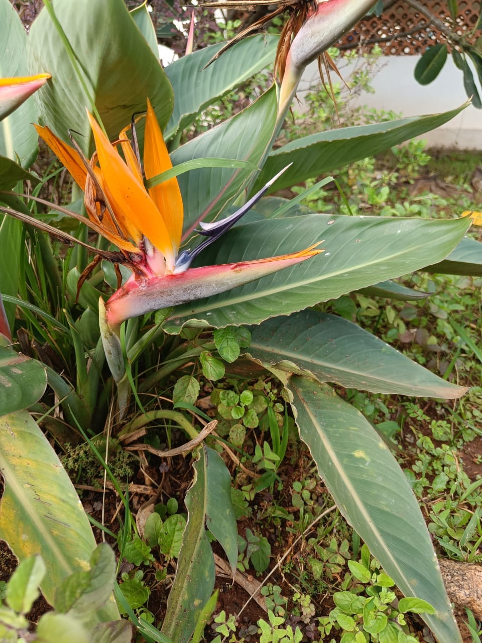 What a Plant Taught Me About Life | by Dr Radha Narayanan | Readers ...