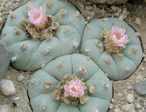 Sahara Desert Cactus Flower