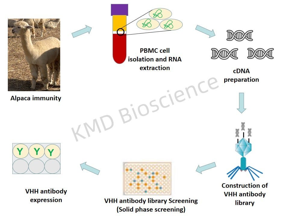 Alpaca immune procedures and techniques | by KMD Bioscience | Medium