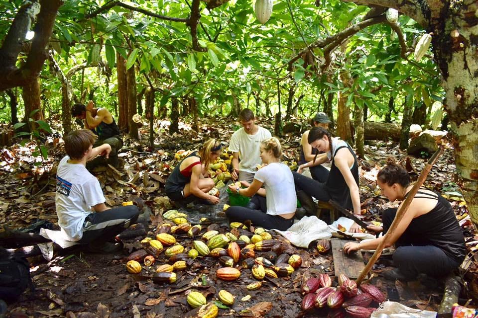 Unveiling the Secrets of Cacao Farming in Costa Rica | by Kaydenmicah ...