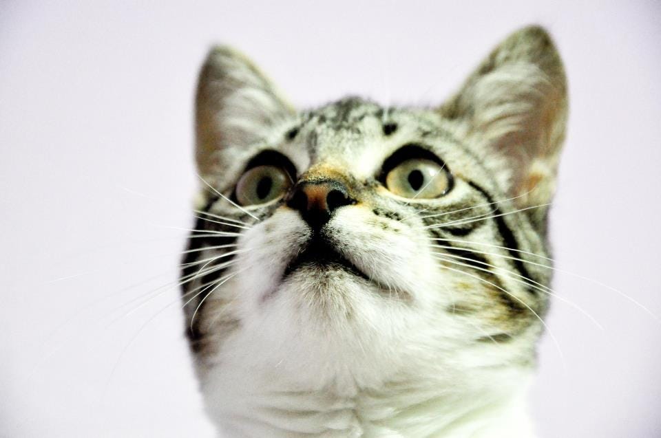 Caça aos ratos. Às vezes observo gatos caçando ratos. | by Carol Corso ...