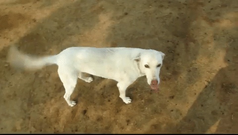 Extremely Happy Dog