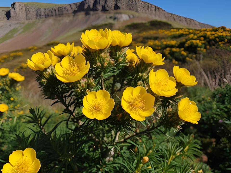 All About Common Gorse. Learn about Common Gorse, its… | by Quinn Sea ...