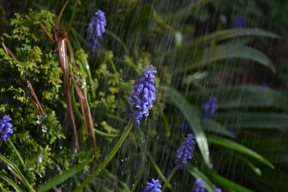 April Rains Lawn Care. April Showers Bring May YARDWORK! | by ...