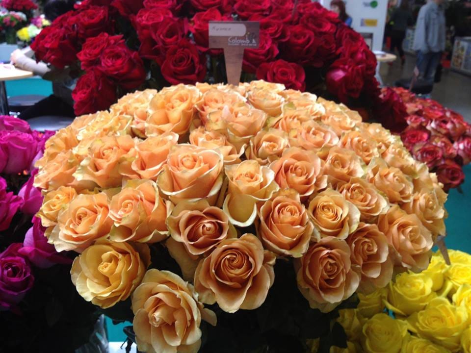 Colombian Roses varieties Online. Colombian Roses Varieties Online from ...