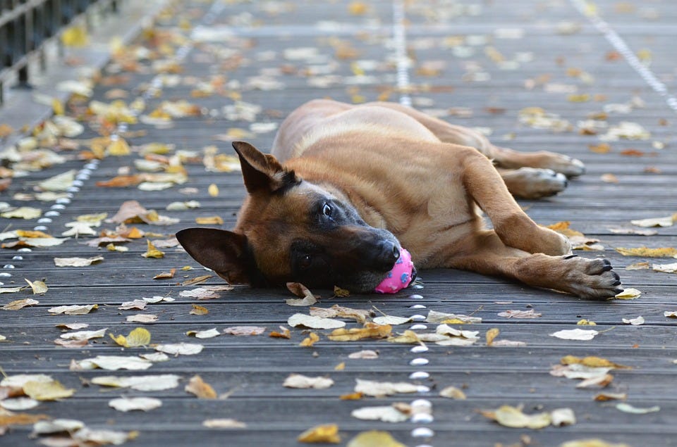 Different Perspective: Dog. I can feel it. He is going to do it… | by M ...