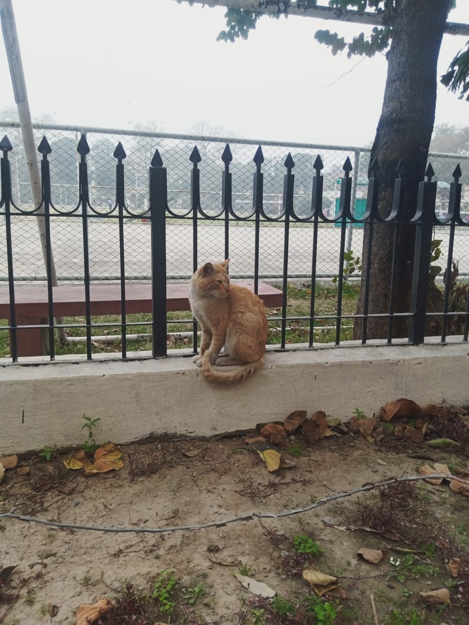 Paws-itive Reflection: Through the Eyes of a Ginger Fellow | by Zainab ...