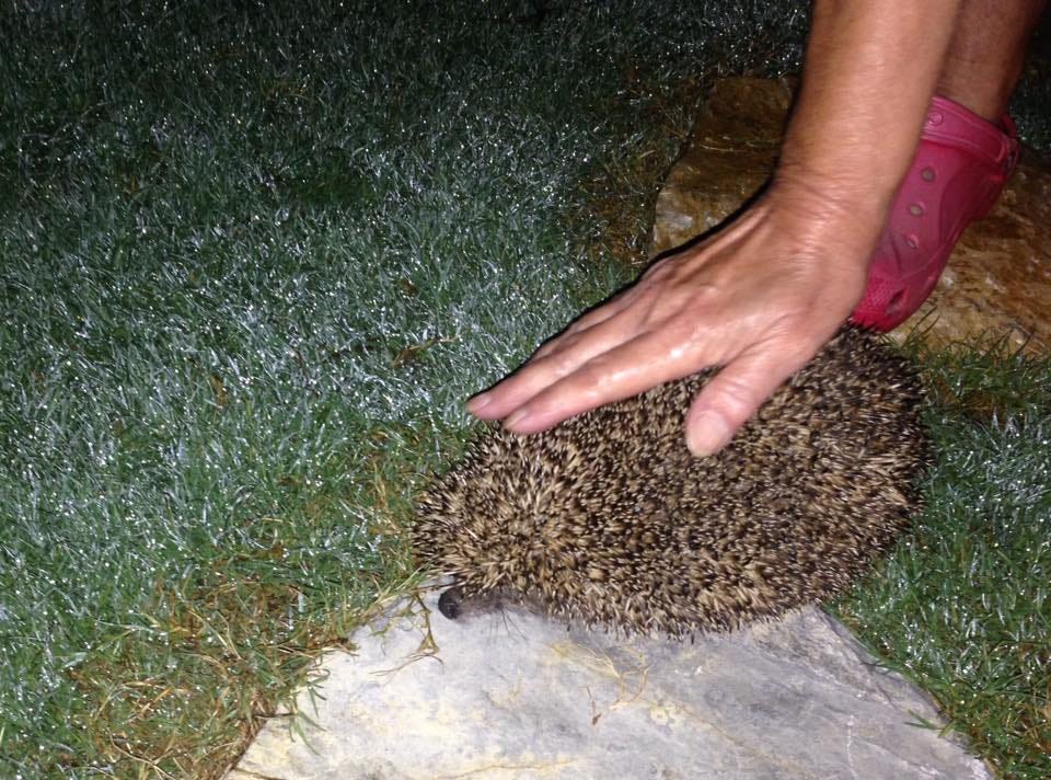 Kirpiler. Bodrum, 4 Şubat 2019 | by Engin Yücel | Medium