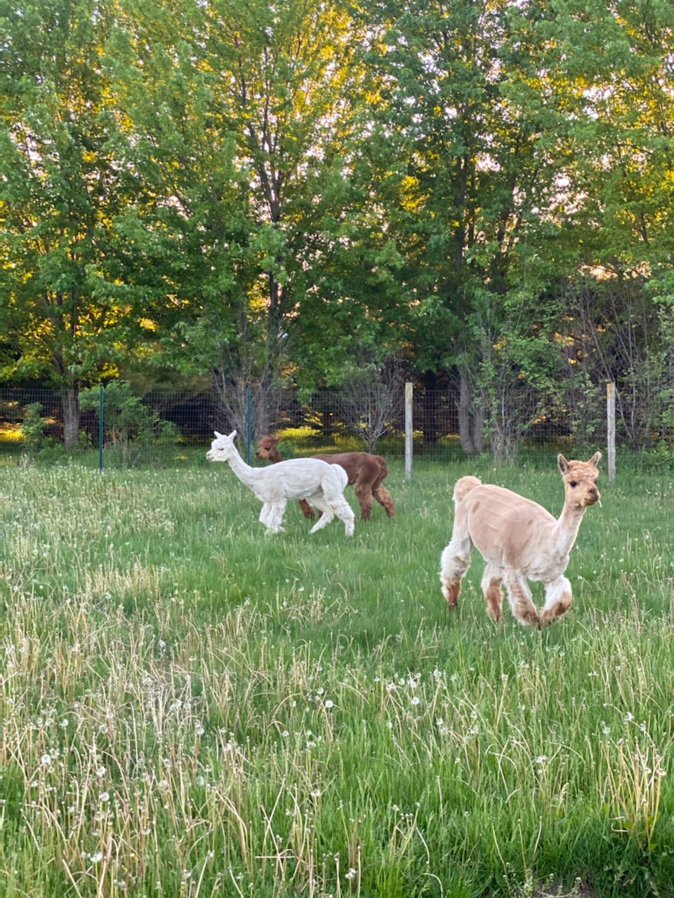 Alpacas are a woman’s best friend | by Hannah Bronner | ROYAL REPORT ...
