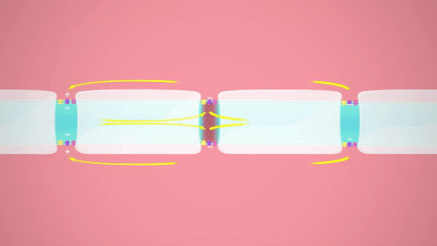 Action Potential Gif