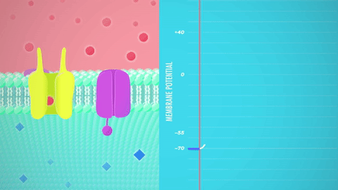 Action Potential Animation
