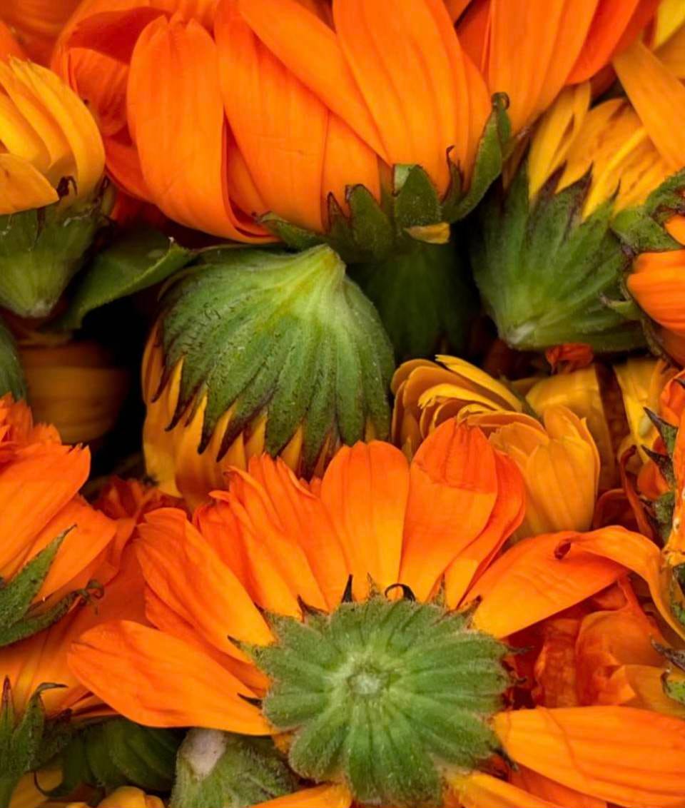 The Golden Healer: The Magic of Calendula | by Rabia Yalcin | Medium