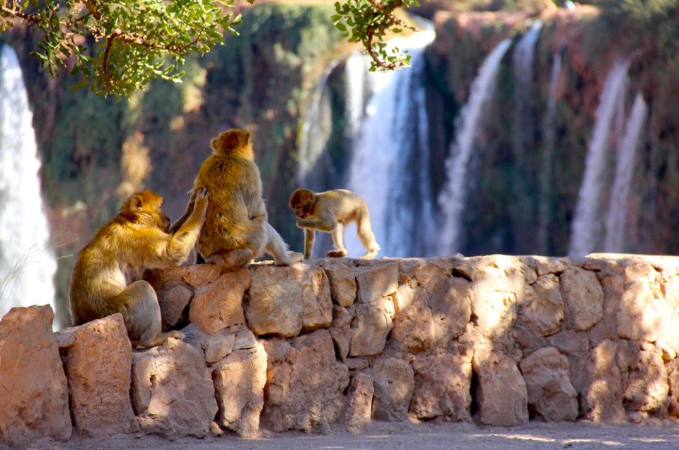 My summary of “The One Minute Manager meets the monkey” by Ken ...