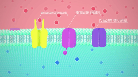 Voltage Gated Ion Channels Animation