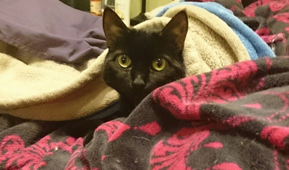 A nice story about my cat, Dax. I didn’t fancy trying to re-home a ...