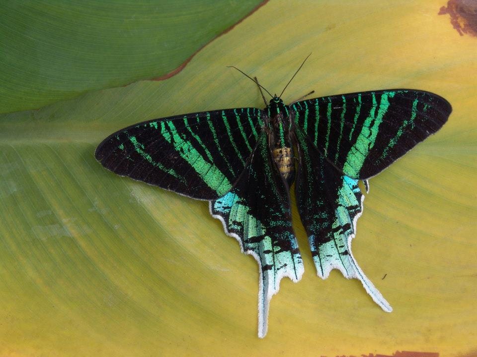 Mariposa migratória desperta atenção por onde passa em Manaus | by ...