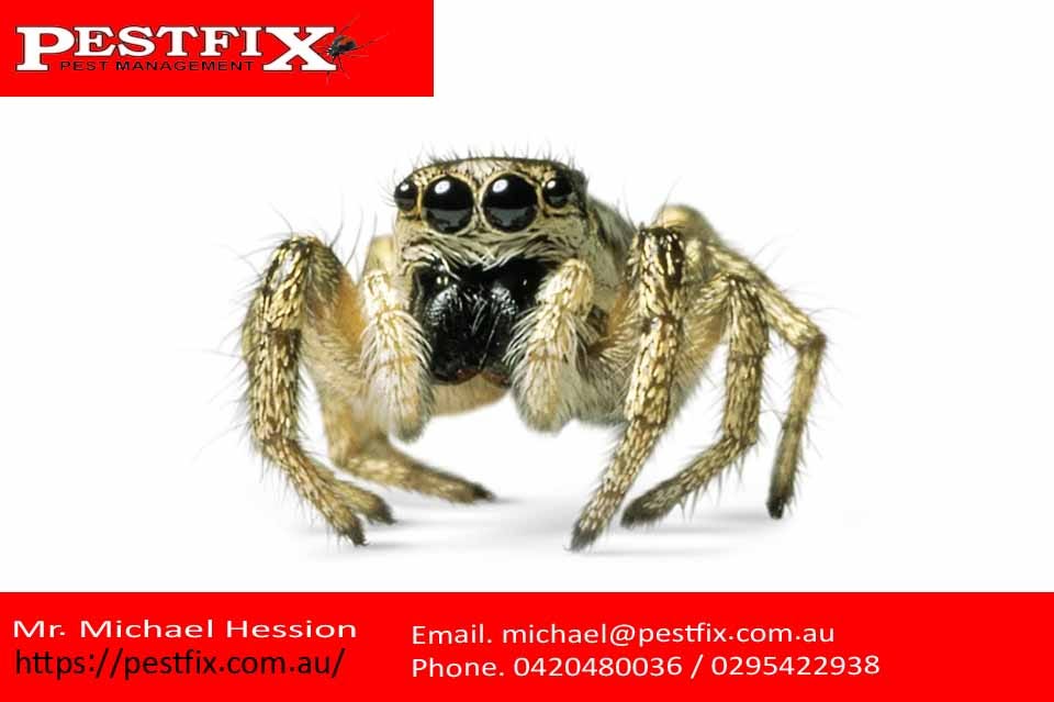 Spiders Pest Control Sutherland Shire — Help to Prevent Spiders from ...