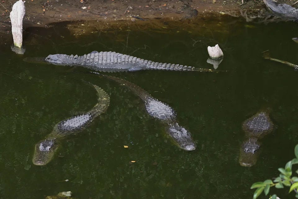 Is “Alligator Alcatraz” a Concentration Camp? | by Hannibal Hills | Medium