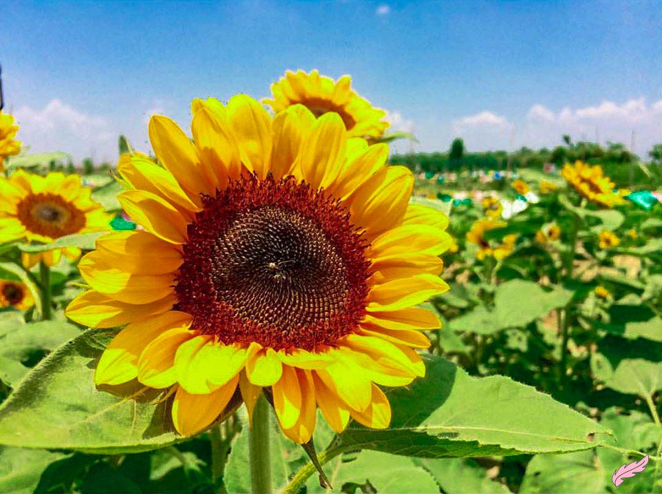 Understanding the Phase of Letting go… | by Luna Hiraya | Pluma Manila ...