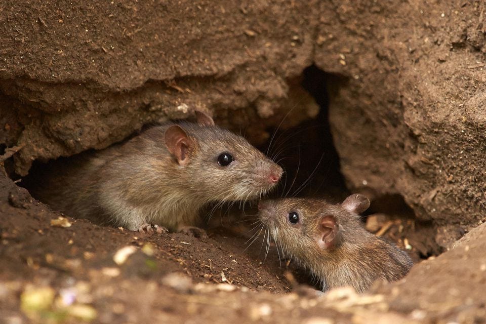 Am I vermin?. Or should that be “a vermin”? Either… | by Noel Holston ...