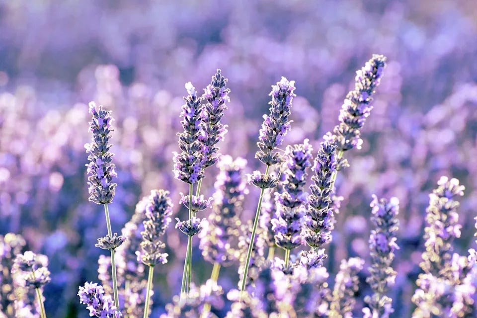 How to Grow Lavender and Make Your Garden Smell Heavenly | by Allyson ...