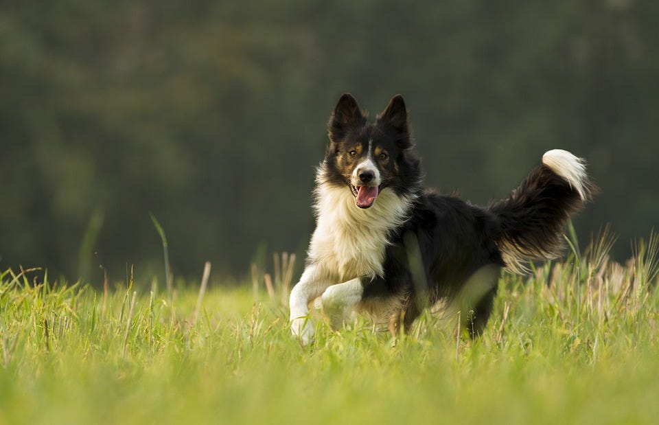 Get Well Trained Collie in your city | Stirling collies | by Stirling ...